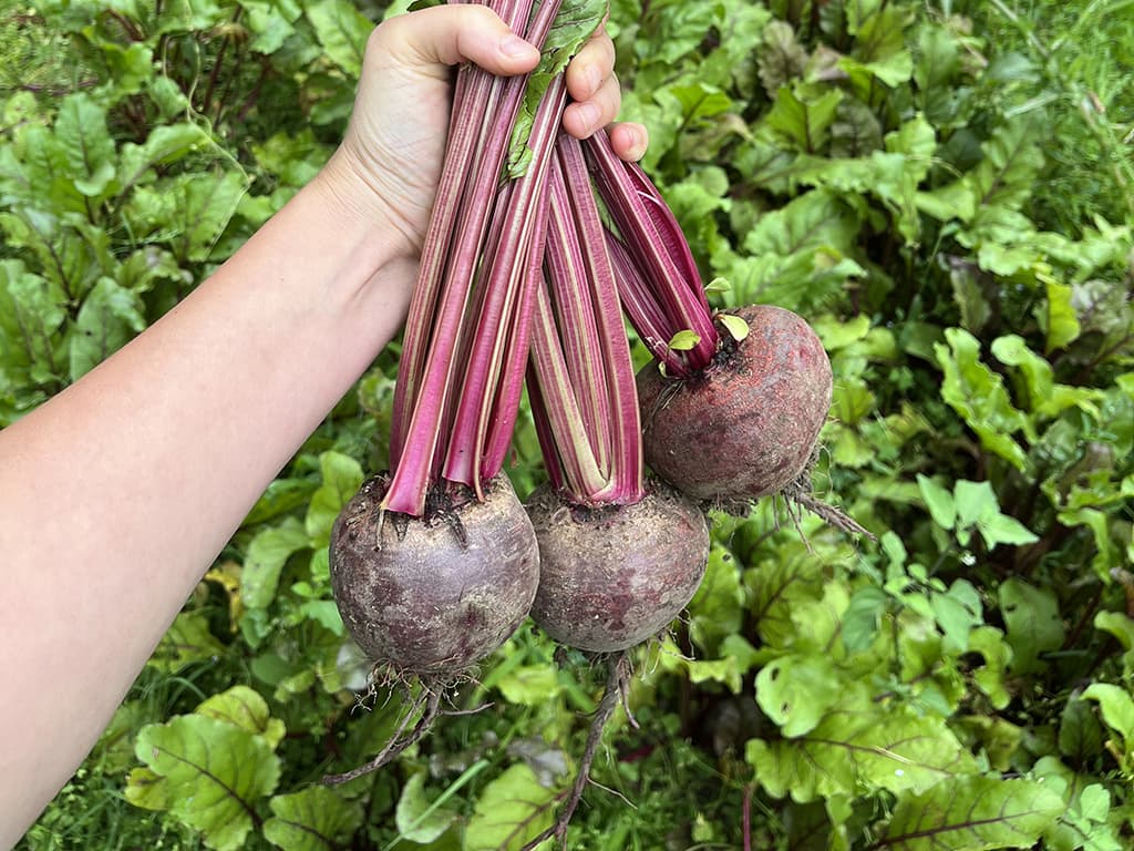Rode bieten koken doe je zo